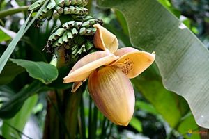 La Fleur de Bananier et ses Bienfaits Impressionnants pour la Santé